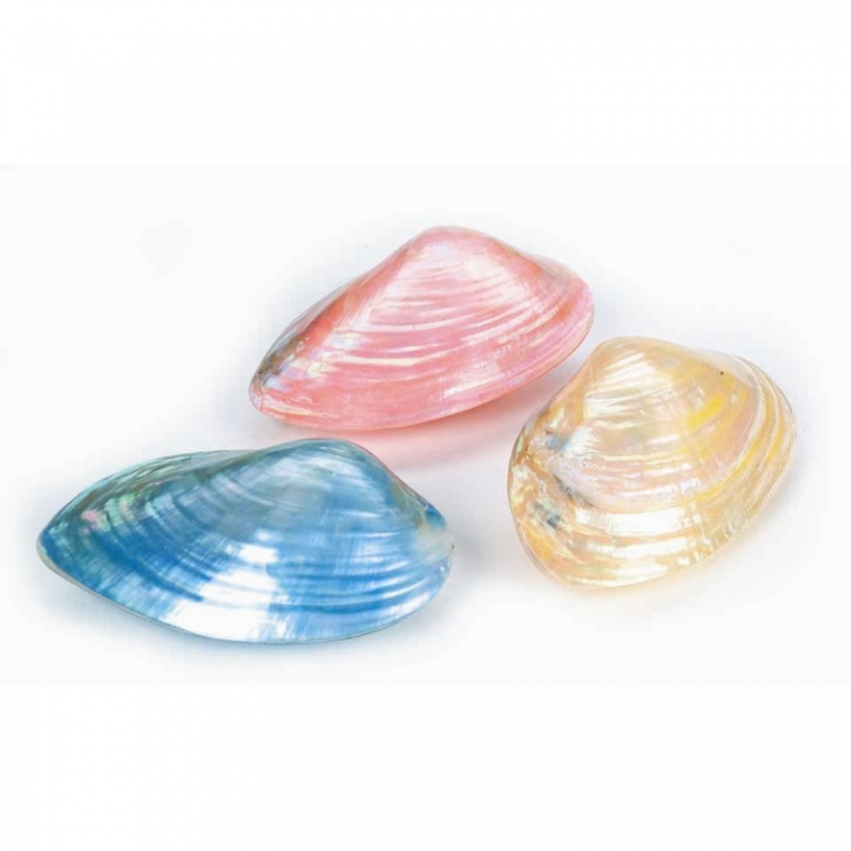 Shells – Dorset Gifts – Nautical gift shop on Poole Quay, Dorset in the UK